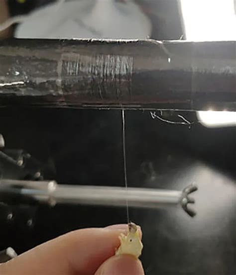 염소 몸에 거미 유전자 삽입 거미줄 섬유 위한 형질전환 도전들 Insightwave