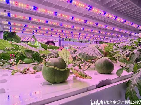 组培各个阶段激素（生长素，细胞分裂素，赤霉素）的作用和比例 哔哩哔哩