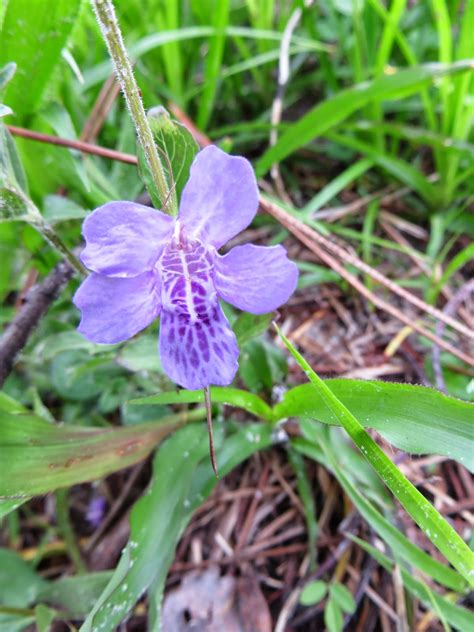 Tree Ring Circus Nearing The End Of Spring At Tree Ring