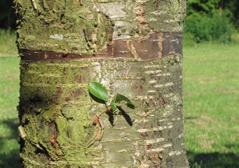 Cherry Tree Bark Tree Guide Uk Cherry Tree Bark Identification