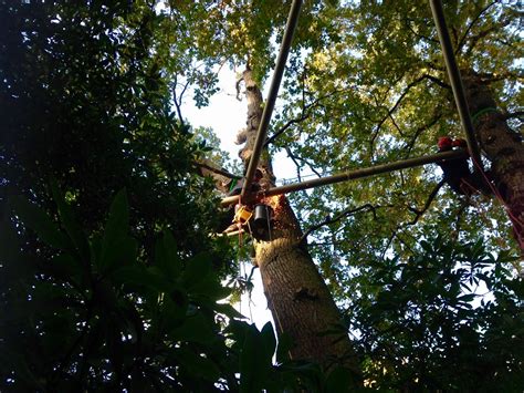 Hanging Tree Deck Wimbledon Treehouses Rope Bridges Treetop Walkways And Nest Swings