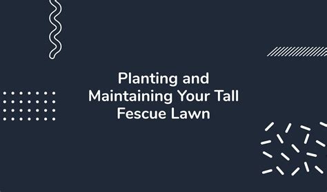 Tall Fescue Grass A Perfect Choice For Your Lawn Heyhome