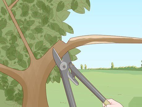 How To Trim An Orange Tree Simple Pruning Guide