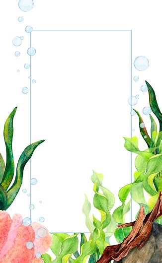 리본 조류 산호 기포 돌 흰색 배경에 해초에서 수채화 그리기 프레임 사진 엽서에 대한 Scillfull 그림 0명에 대한 스톡 벡터 아트 및 기타 이미지 Istock