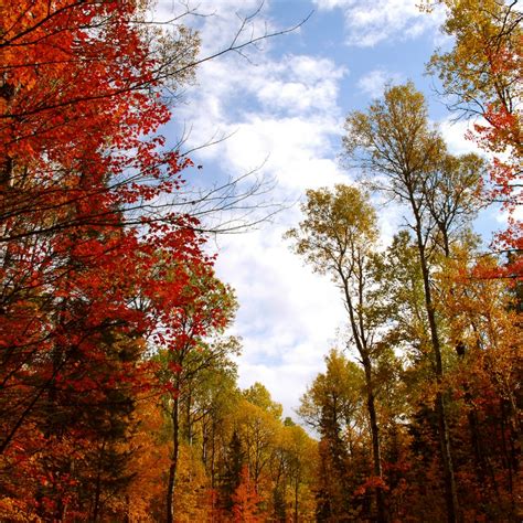 Seeing The Treasures Of Fall Foliage At Clingmans Dome Great Smokey