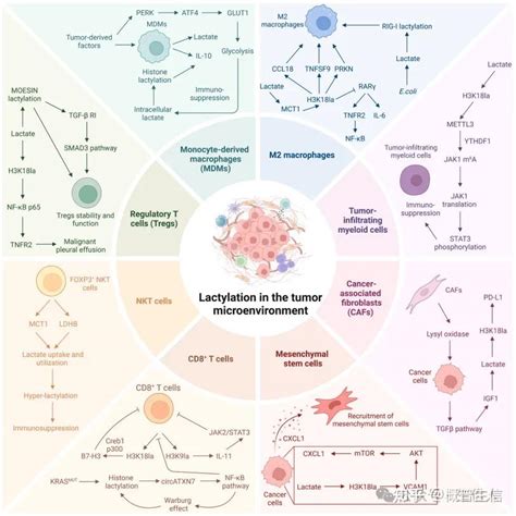 2025年肿瘤研究的热点方向：乳酸化修饰 知乎