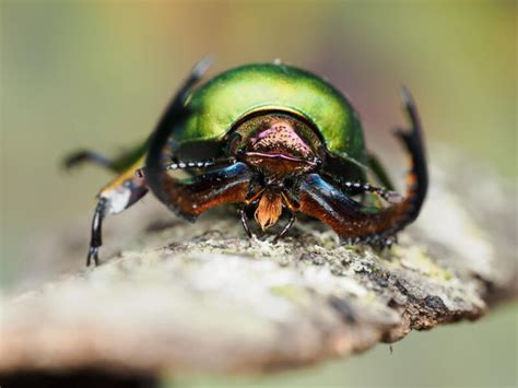 Macro Diffuser Comparison Cygnustech Diffuser Ak Diffuser Trick Bits Diffuser Wildmacro