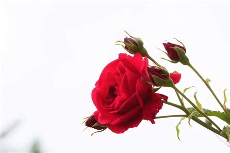 무료 이미지 녹색 나무 봄 화려한 장미 꽃 자연 꽃 피는 식물 빨간 꽃잎 정원 장미 담홍색 장미 가족 싹 식물학 장미의 주문 식물 줄기 꽃을