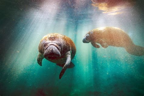Manatees Swimming In The Ocean