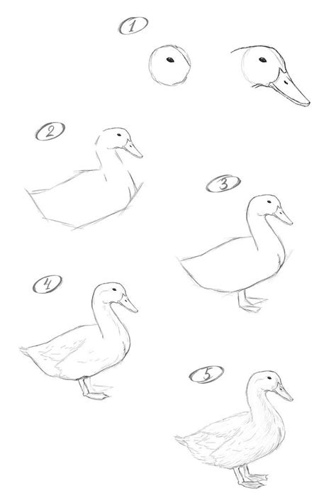 How To Draw Realistic Duck