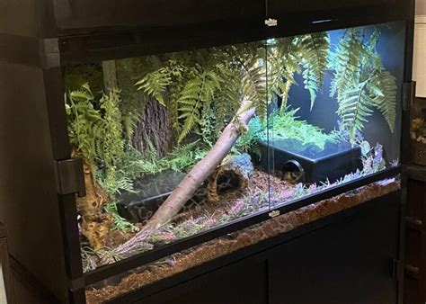 Best Ball Python Enclosures Sizes And Setups