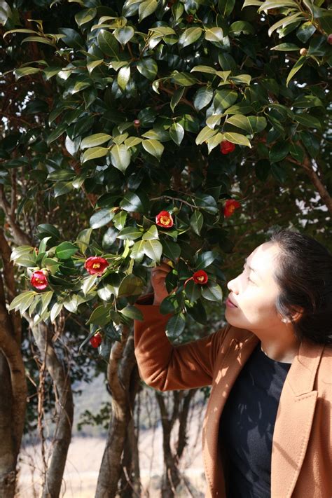 하얀 동백꽃 보세요 News In 전남