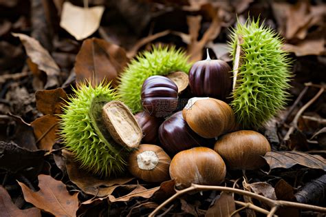 秋季丰收的板栗果实高清图片下载 正版图片600796493 摄图网