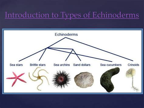 Ppt Echinoderms Powerpoint Presentation Id6875427