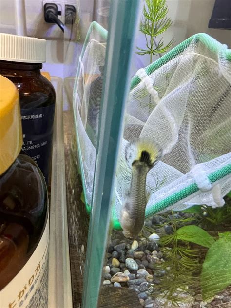 請益 有人知道我的孔雀魚是生什麼病嗎 水族板 Dcard