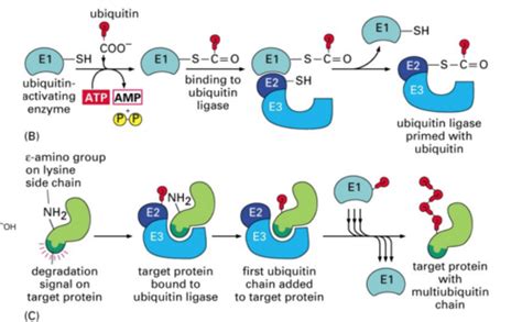 Lecture 4 Protein Degradation Flashcards Quizlet