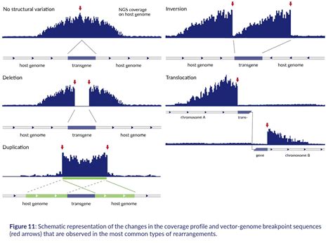 Analyzing Targeted Locus Amplification Tla Data Thomas Sandmanns Blog