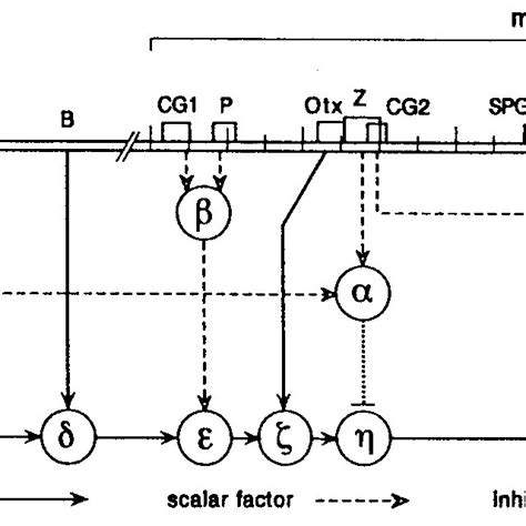 Endo16 Cis Regulatory System And Interactive Roles Of Module A A Download Scientific Diagram