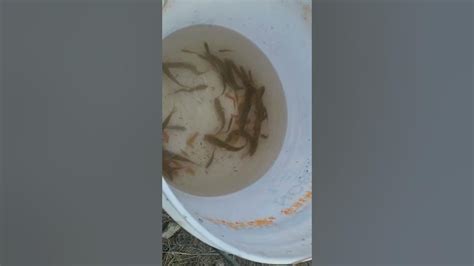 산골 물고기 이사 하는날 Youtube