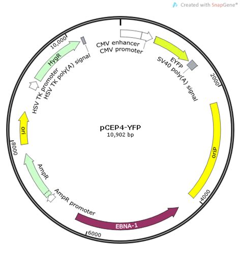 Pcep4 Yfp载体信息pcep4 Yfp质粒图谱pcep4 Yfp序列 爱科博生物
