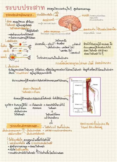 โน้ตของ ระบบร่างกายมนุษย์ ชั้น Clear หนังสือ ตำราเรียน ห้องเรียนวิทยาศาสตร์