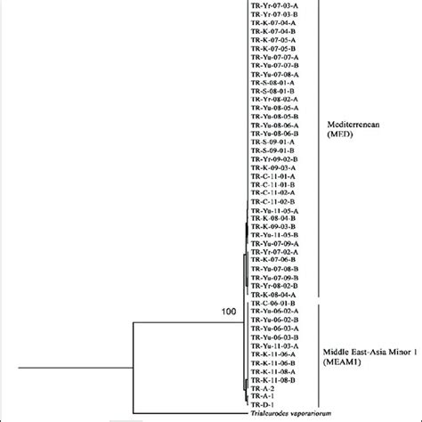 The Ml Tree With Bootstrap Proportions Bs Each Node Recovered From