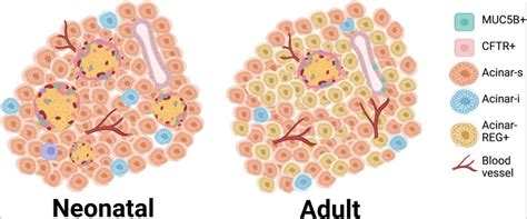 If 31！单细胞转录组学为胰腺生物学和疾病提供新见解 单细胞测序网