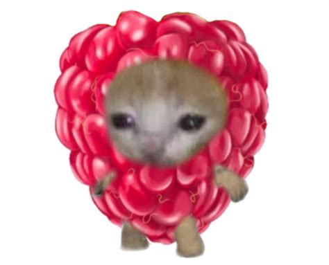 Meme Cat Raspberry