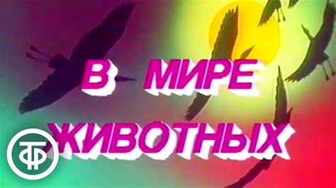 Музыкальная заставка из передачи В мире животных Youtube