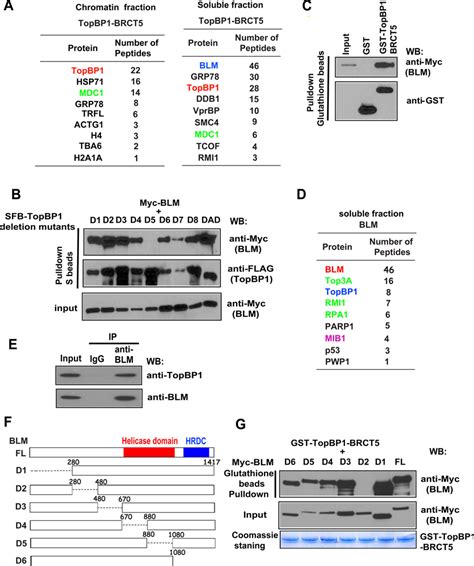 Topbp1 Controls Blm Protein Level To Maintain Genome Stability