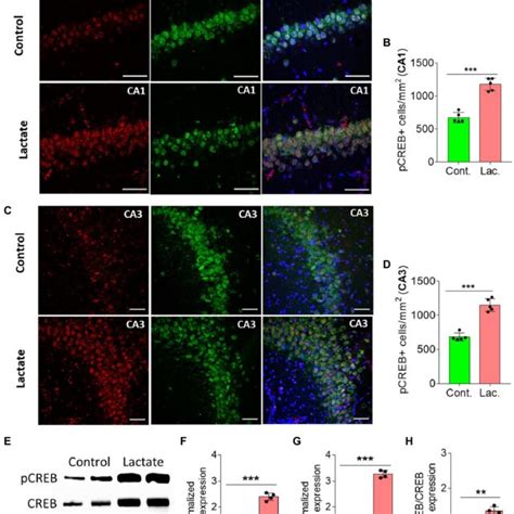 L Lactate Increases Creb Pcreb And Pcreb Creb In Hpc A C Download Scientific Diagram