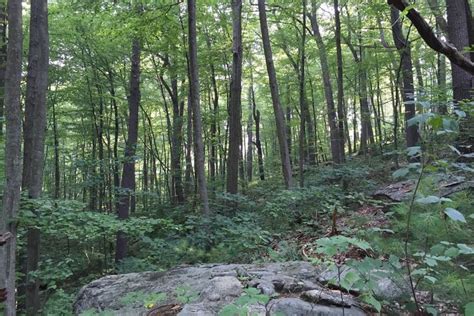 Some Of Pennsylvanias Iconic Tree Species Might Not Survive Climate Change