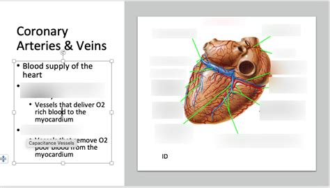 Cardio Lecture 1 Coronary Arteries Veins Posterior Diagram Quizlet