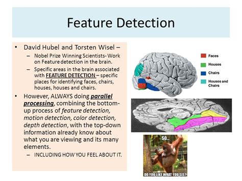 Feature Detectors Psychology