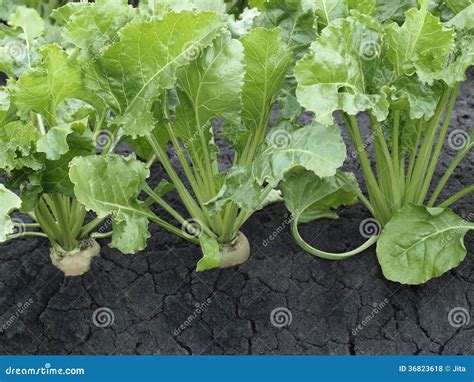 Sugar Beets Are Babe Sugar Beet Field Sugar Beet Stock Image CartoonDealer Com 130608163