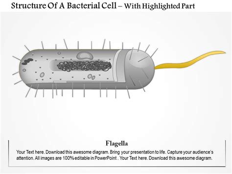 Structure Of A Bacterial Cell Medical Images For Powerpoint Ppt Images Gallery
