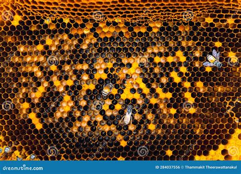 Hexagonal Honeycomb Texture Stock Image 116146777