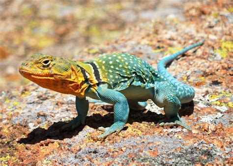 Eastern Collared Lizard Project Noah