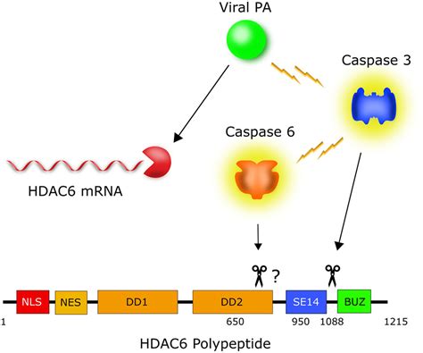 Anti‐microbial Host Factor Hdac6 Is Antagonised By The Influenza A