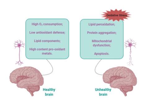 Characteristics That Favor The Brain To Be Prone To Damage Resulting Characteristics That Favor The Brain To Be Prone To Damage Resulting