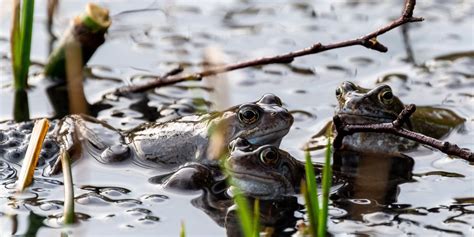 Female Frogs Fake Their Own Deaths To Avoid Sex With Overzealous Males