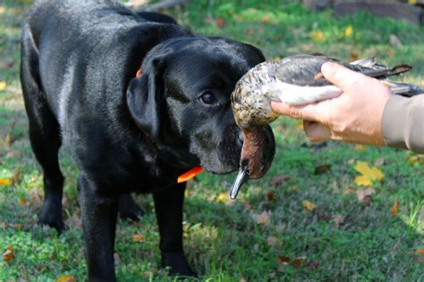 Black Lab Meeting His First Ducks Black Lab Labrador Retriever One Duck