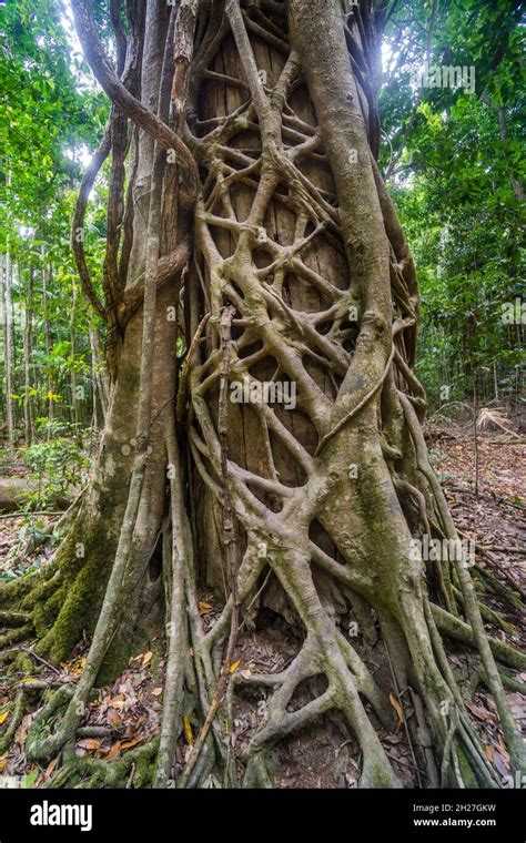 Rainforest Strangler Fig Strangler Fig Amazing Adaptations