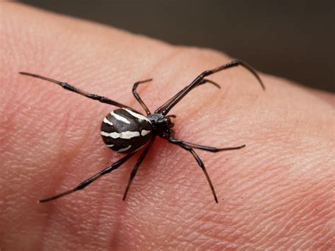 Latrodectus Spiderbytes