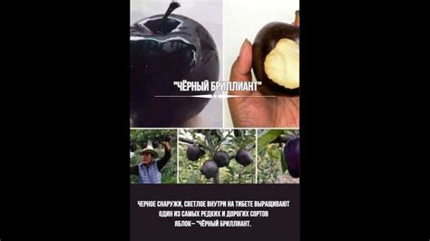 Сорт яблок - "Чёрный бриллиант " - YouTube