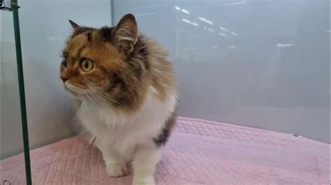 빅토리아펫 보호소 페르시안 망고 Youtube