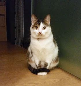 How To Decode Your Cats Tail A Masterclass