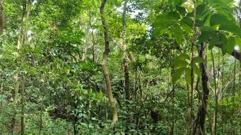 🌿 Gbif A Collaborative Approach To Biodiversity Data 🌿