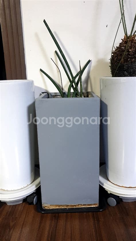 그레이 대형 사각화분스투키 포함 원예 중고나라
