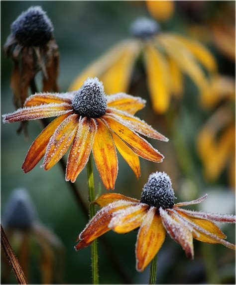Rudbeckia hirta - Изображение особи - Плантариум